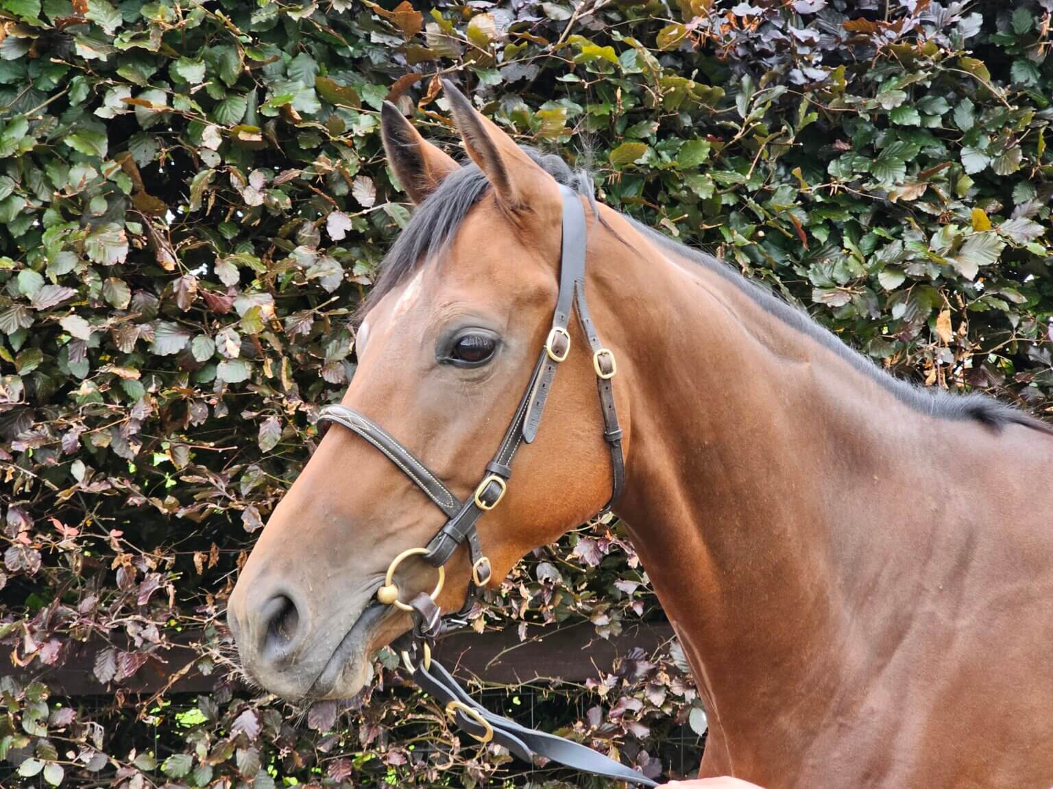 Race with us - Syndicates.Racing